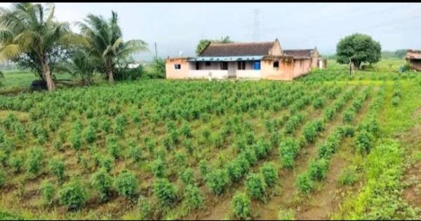 Tent City Resort Malshej Junnar Agro - Maharashtra