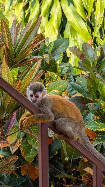 Casa Olas - Costa Rica