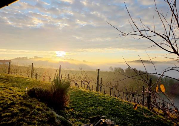 Gold Wine Estate - Slowenien
