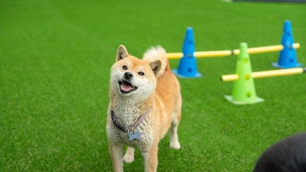 Gapyeong Ddobagi Pet & Spa Glamping - Chuncheon-si