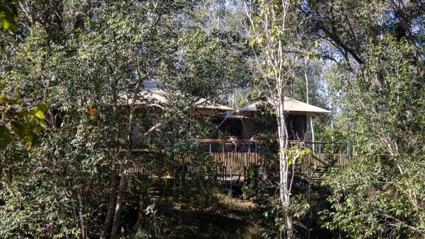 Saja And Sal The Chief's Tent - Chhattisgarh