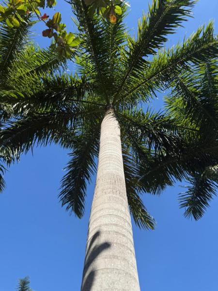 Las Palmas - North Miami, FL