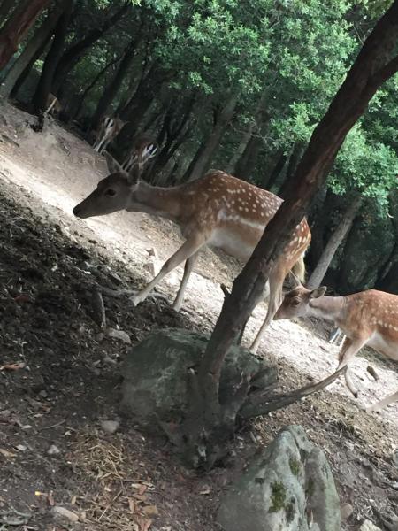 Partaitria - Dorgali