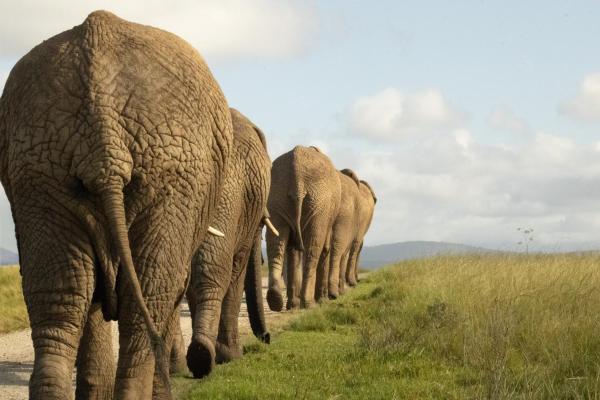 Knysna Elephant Park Lodge - Harkerville