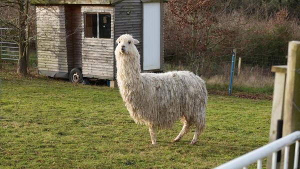 Belle's Belle-vue - West Sussex