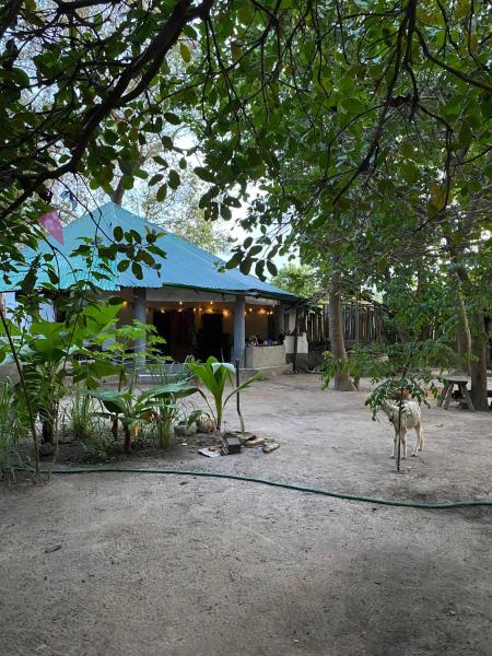 Bush Baby Compound - The Gambia