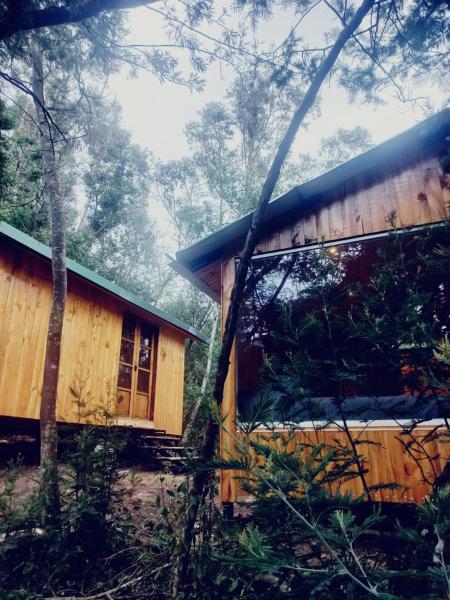 Bosque Venado De Oro - 