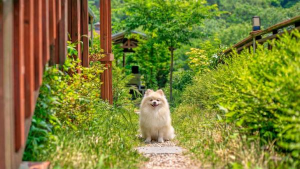 가평 쉼터 애견동반 펜션 - 경기도
