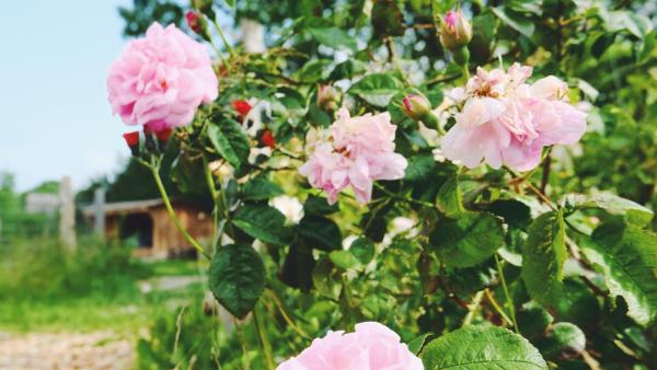 Shelter I Sansehave - Danemark