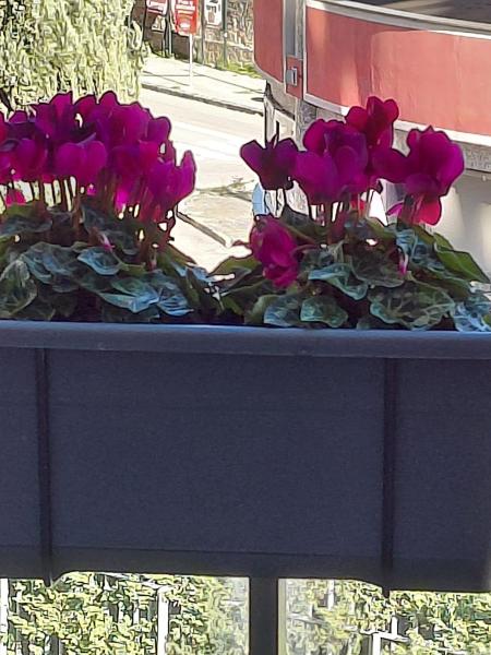 La Terrazza Apartment - Cosenza