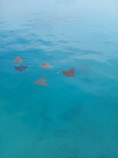 Palm Shade Paradise - Maldives