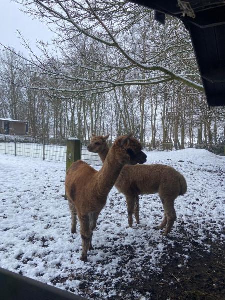 Grutsk Op 12 - Drachten