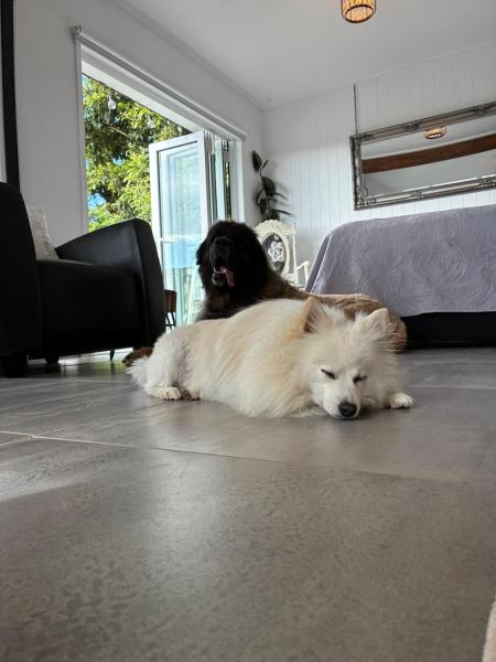 A Retreat Where Pets Are Part Of The Holiday - Tauranga