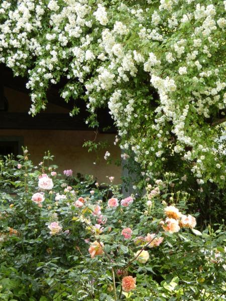 Rosedeliziose - Ivrea