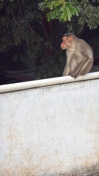 Revival Villa - Coonoor