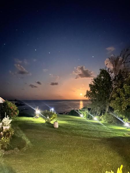 Caribbean Lotus - Martinique