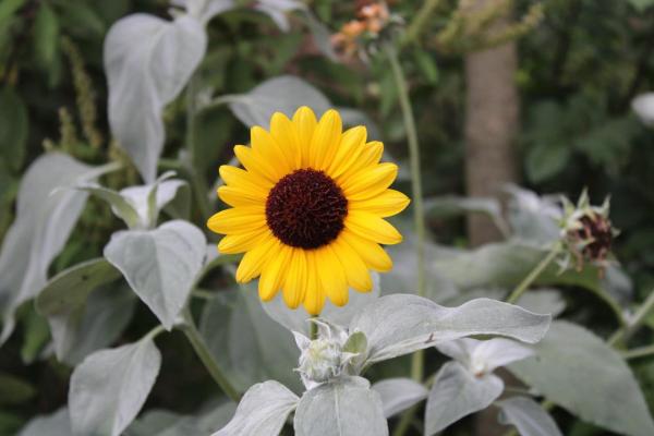 Casa Na áRvore - Harmonia