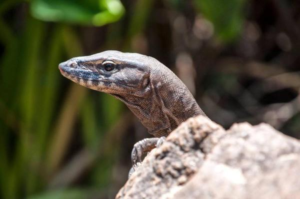 The Anunaka - Margaret River