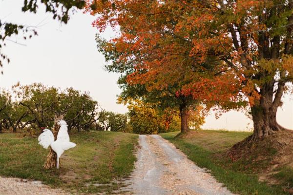 Rendelman Orchard's Farm Stay - Carbondale, IL