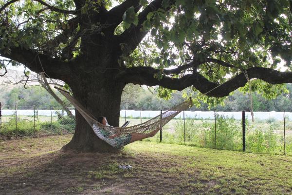 Lismore Guest Farm - Barrydale