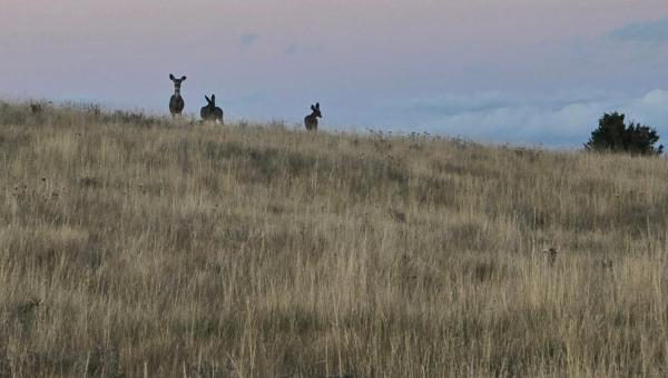 Fun In Bozeman Big Sky Country - Bozeman, MT