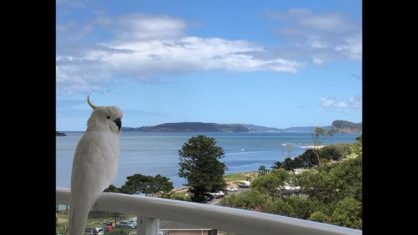 Seashells - Ettalong Beach Resort - Gosford