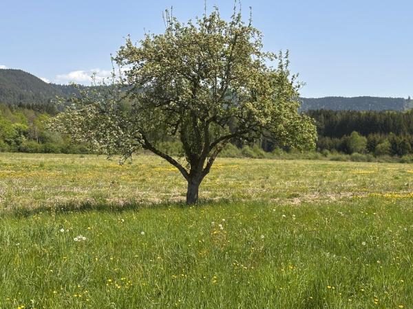 Gîte Le Milpa - Lorena