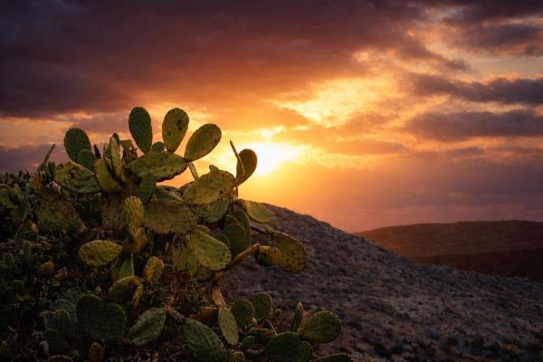 Prickly Pear House - Milos