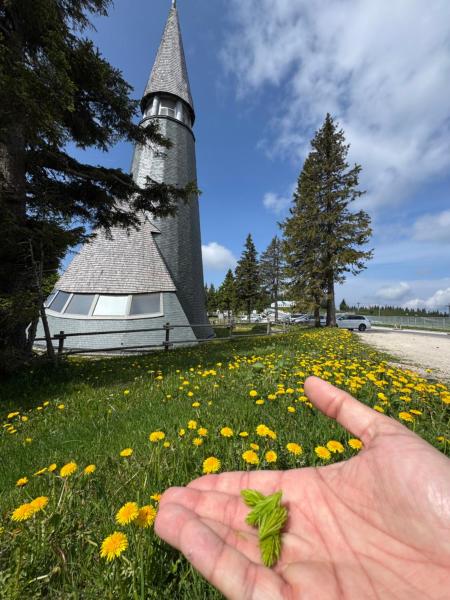 Rogla Gaber Studio - Pohorje