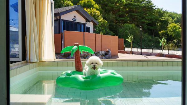 Taean Holy Dog Pool Villa - Incheon