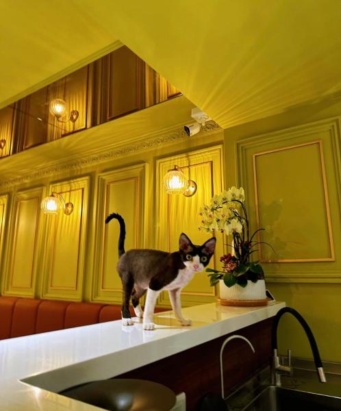 網紅貓咪咖啡屋 - Taichung City