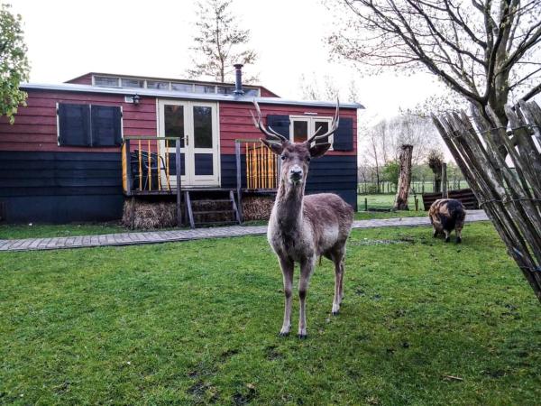 B&b 'T Maartensdijkse Bos - Laren