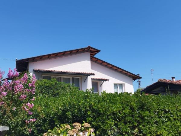 Helianthus - Carrara