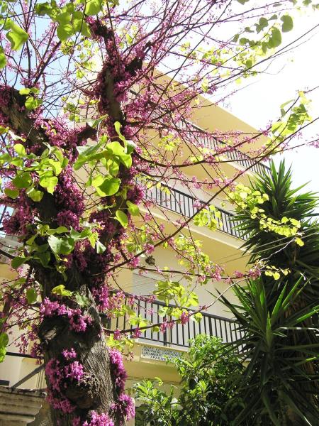 Popy Apartments - Creta