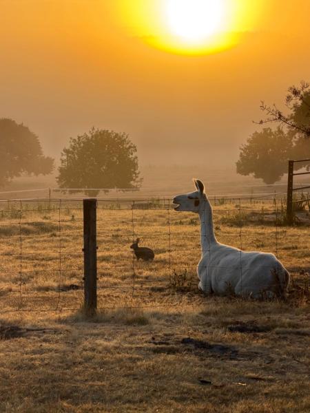 Chandelle Park Farm Stay - Tamar Valley