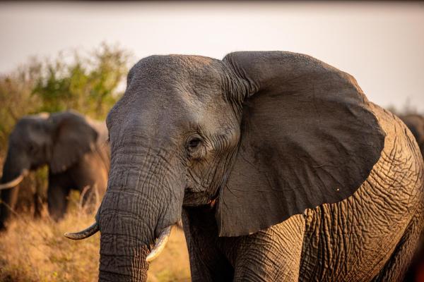 Hlane Royal National Park - Swaziland/ Eswatini