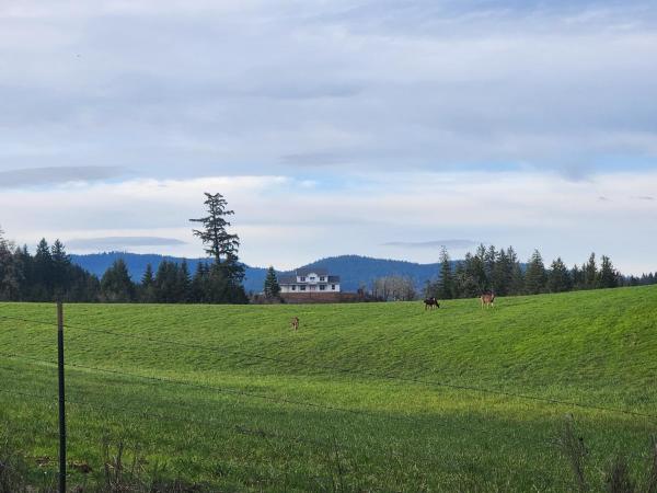 Darlingwood - Oregon