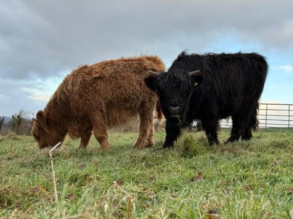 Squirrel's Drey - Linlithgow