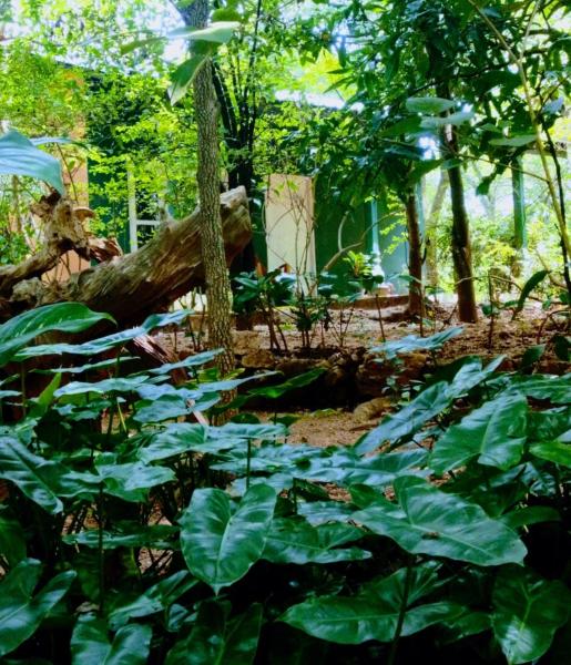 Nethu Herbal Villa - Sri Lanka