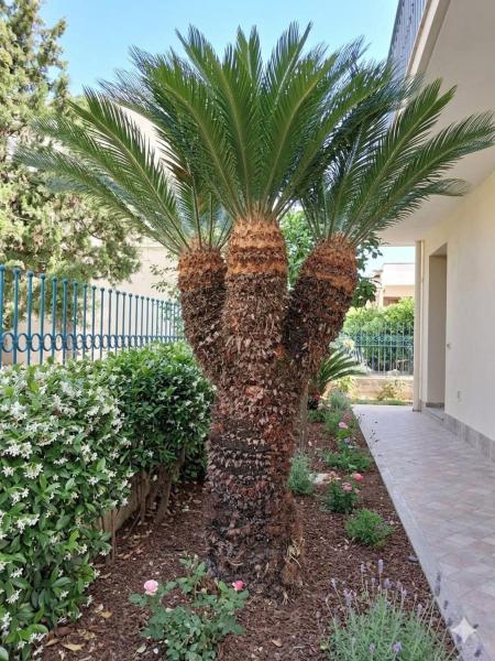 Cycas Home-casa Al Mare In Riviera Delle Palme - Cupra Marittima