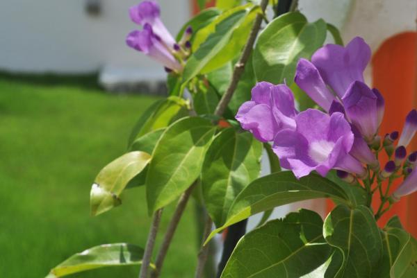 La Passione Boutique B&b - Naha