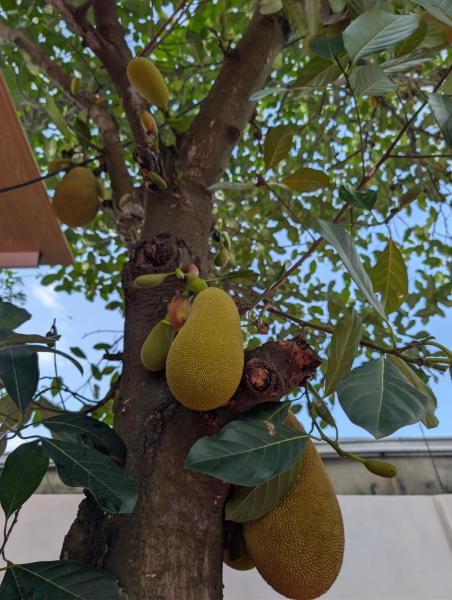 Orchard Living - Hostel In Hoi An - Hội An