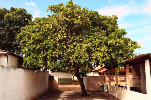 Pousada - ÁRvore Da Vida - Bonito
