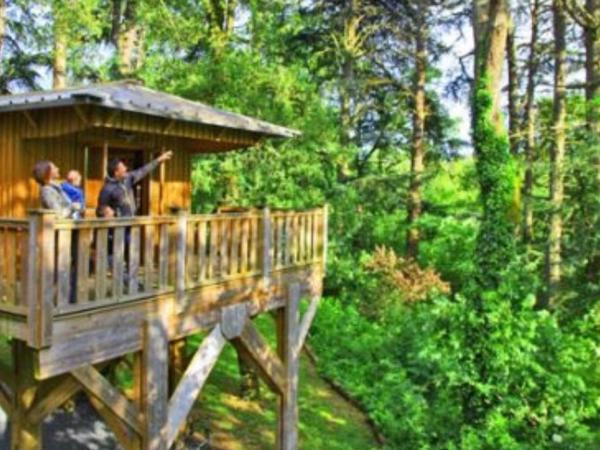 Cabane Dans Les Arbres - 4 Pers. - Api-1-52-2114 - Albi
