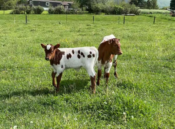 Pine Grove Scenic View Unforgettable Love Getaway - Bethel, PA