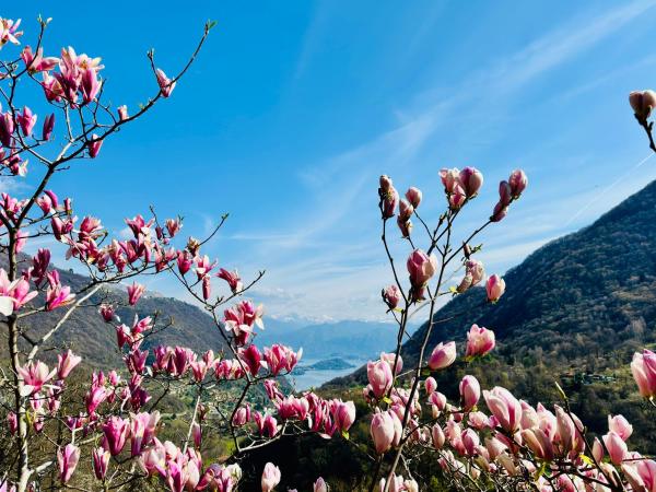 Villa Oleandra With Garden&swimming Pool - Lugano