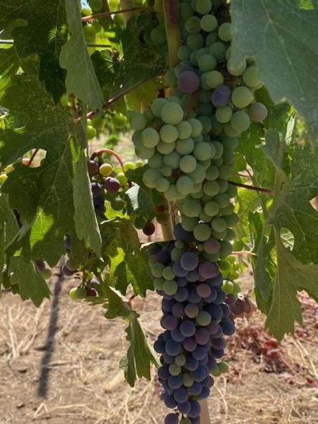 Svo Farm And Winery - Temecula, CA