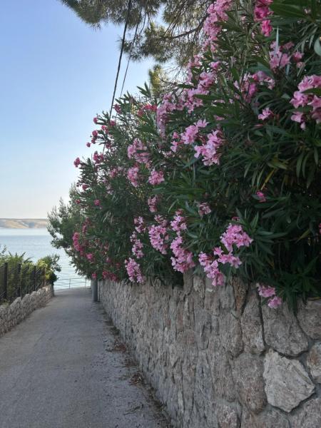 Nadalina 10 - Starigrad