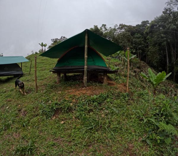 Oro Verde - Valle del Cauca