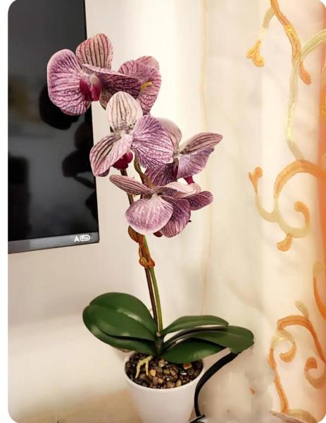 Leo's House - Cagliari